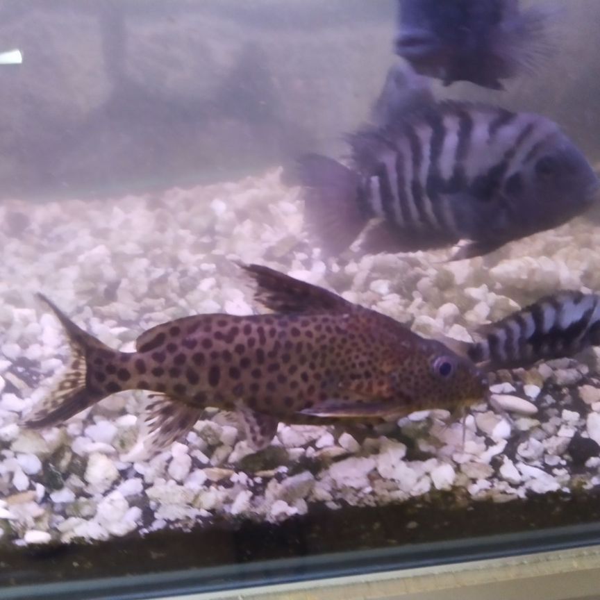 Аквариумные рыбки