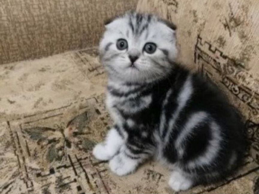 Шотландские ласковые котяточки