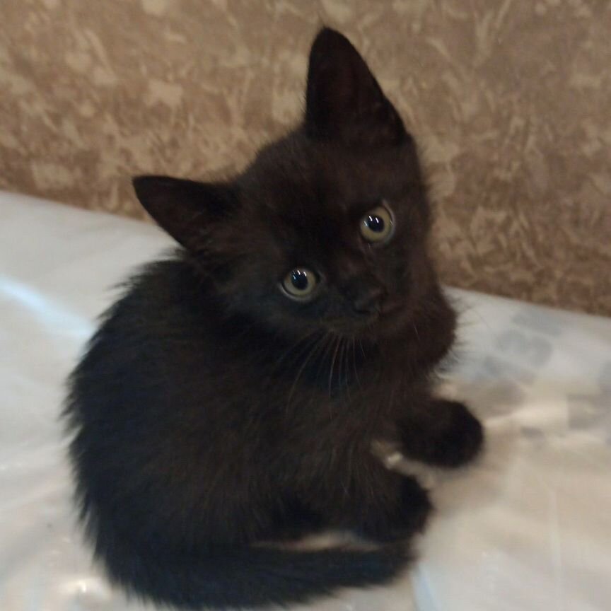 Отдам бесплатно котëнка