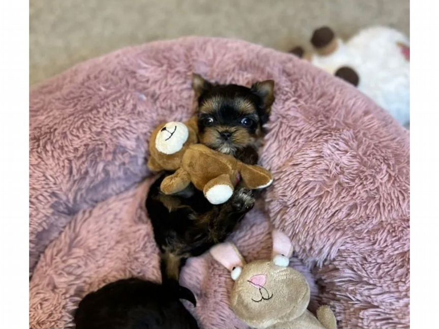 Йоркширский терьеР супер мини щенки