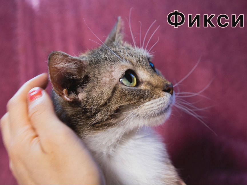 Хозяйка умерла, Кошка Фикси ищет дом