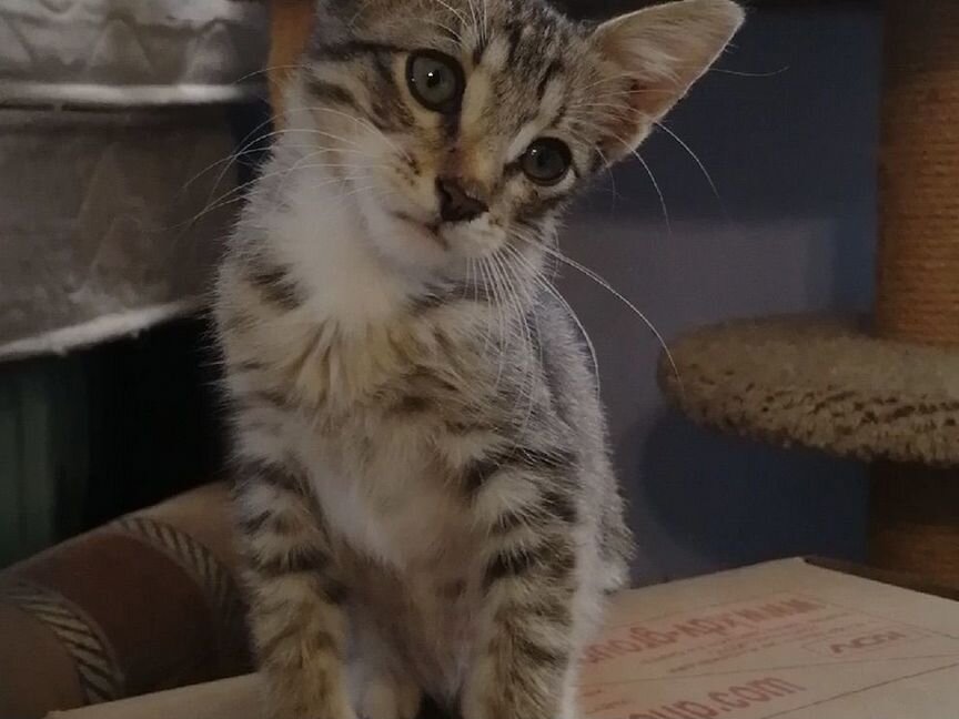 Котенок в добрые руки