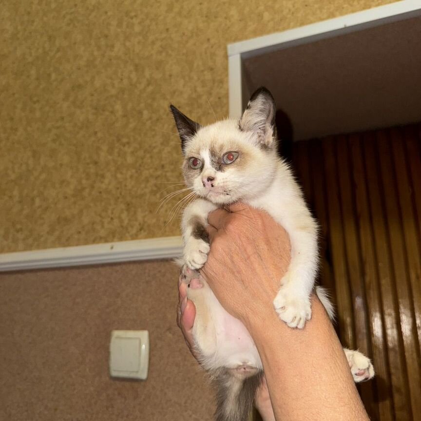 Белый котенок 2 месяца