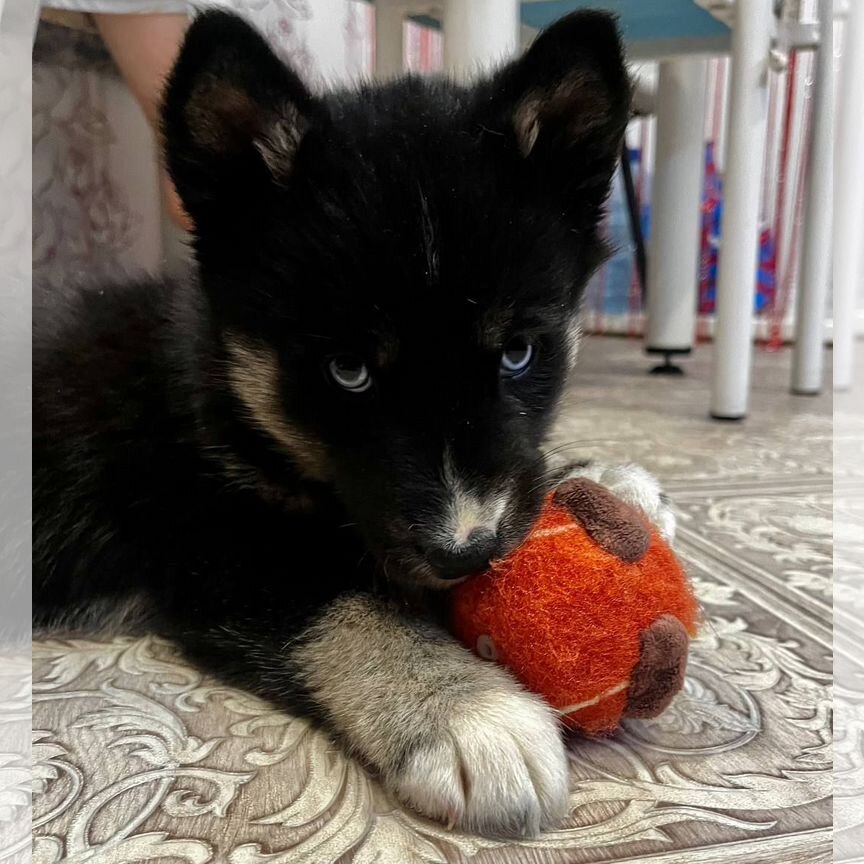 Лайка, щенок