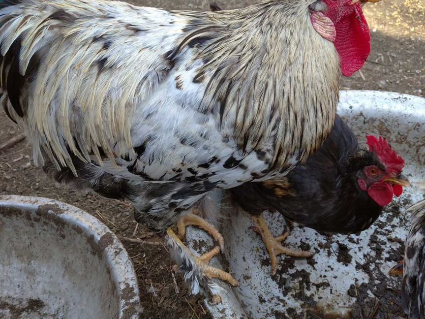 Продам породистых петушков, индюшек, гусынь