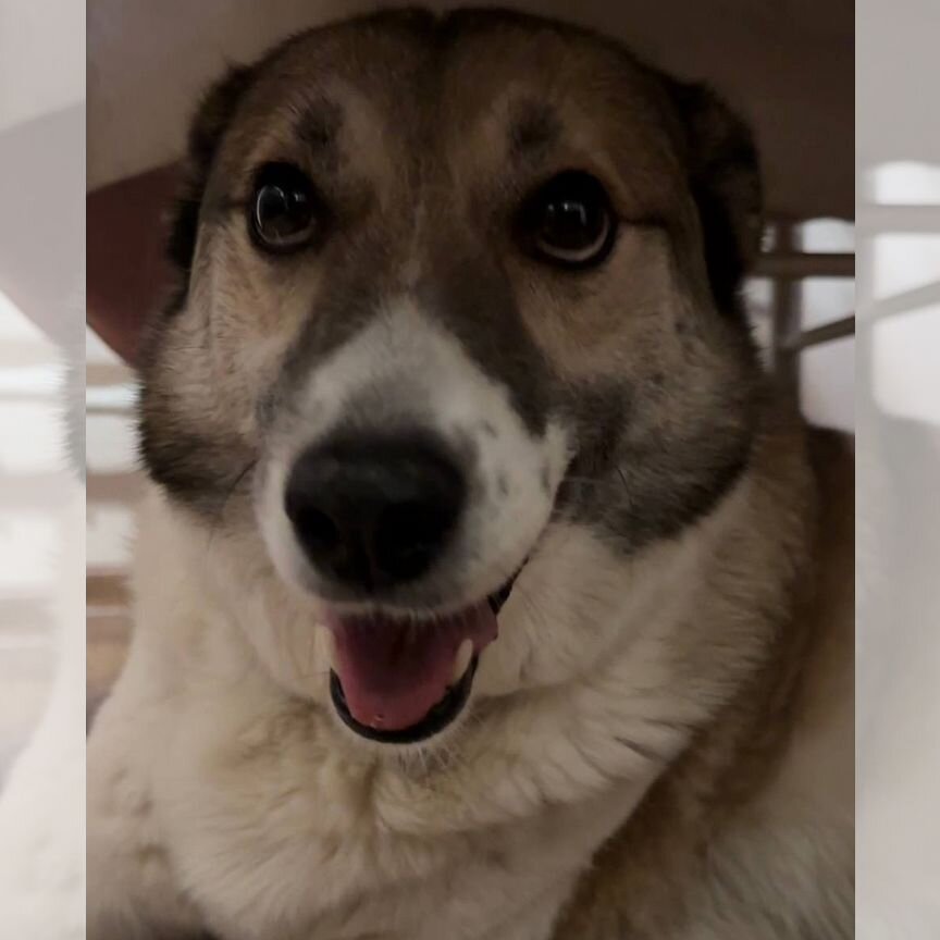 Взрослая собака в добрые руки