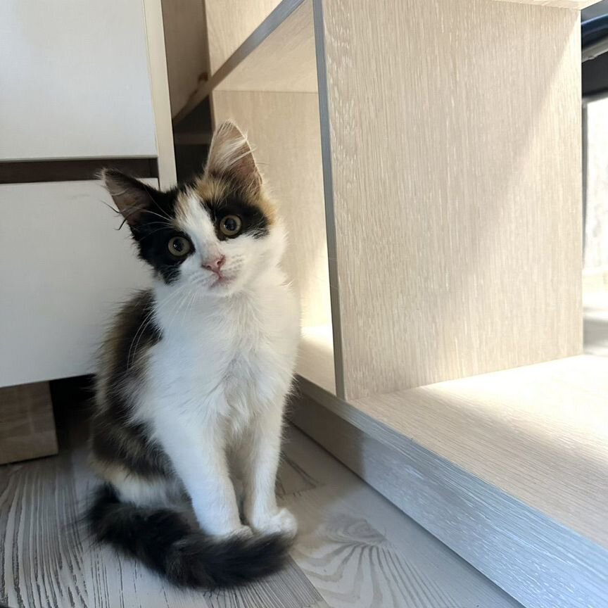 Котенок со всем необходимым