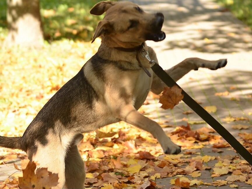 Крис из приюта