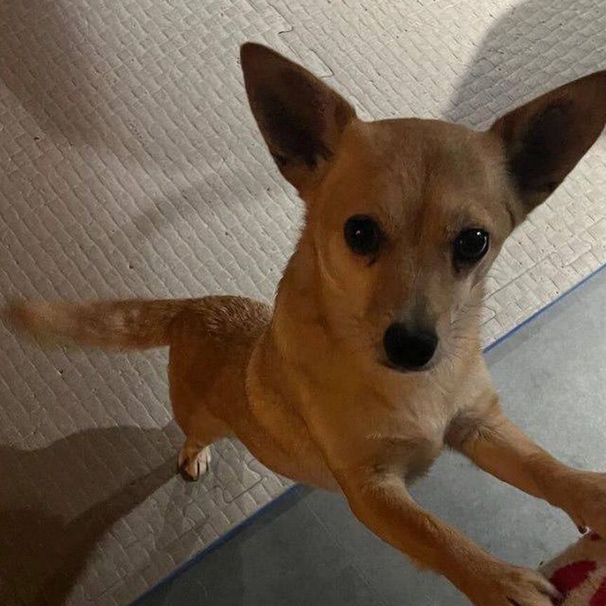 Взрослая собака в добрые руки