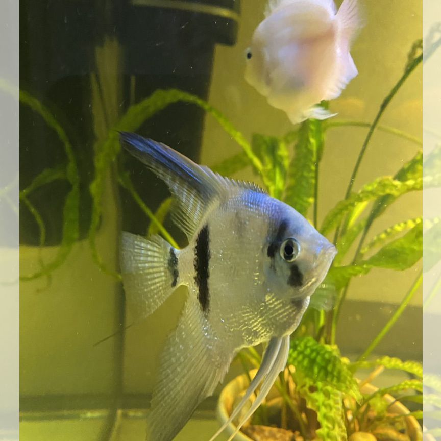 Рыба Скалярия