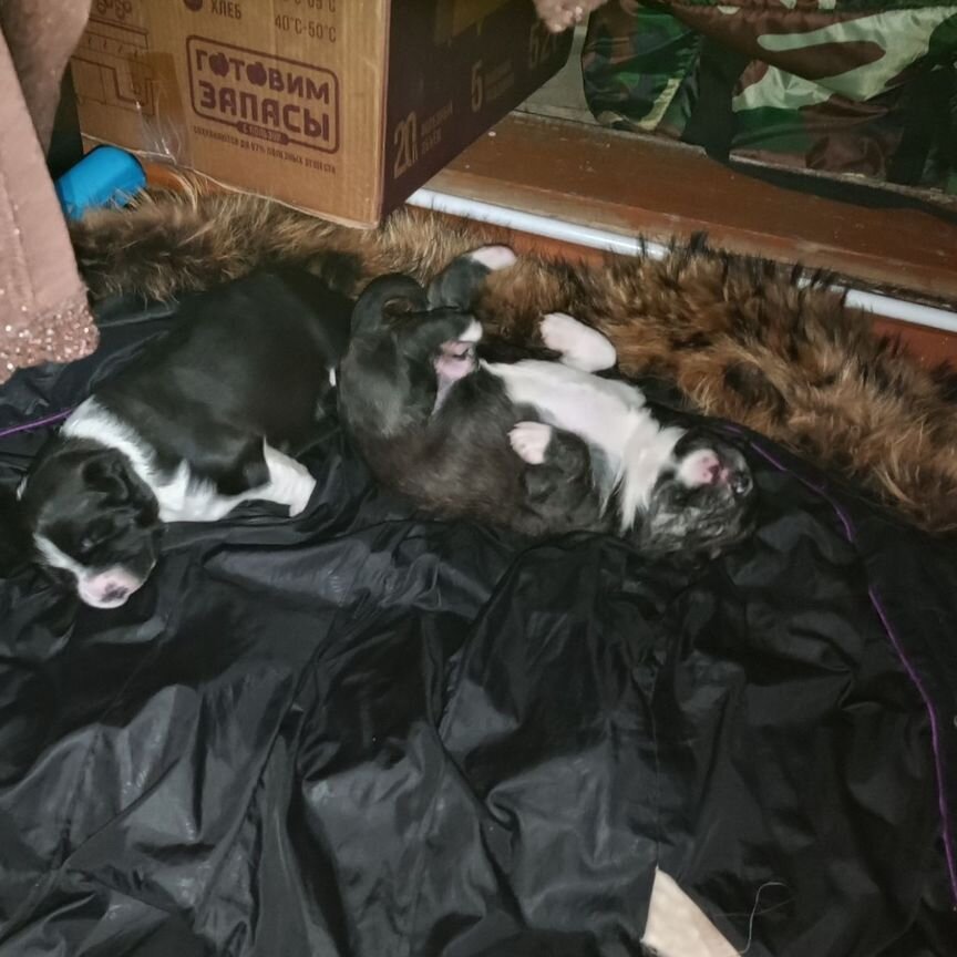 Американский стаффордширский терьер, щенок