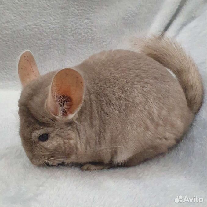 Шиншилленок мальчик пастель средняя 3 мес