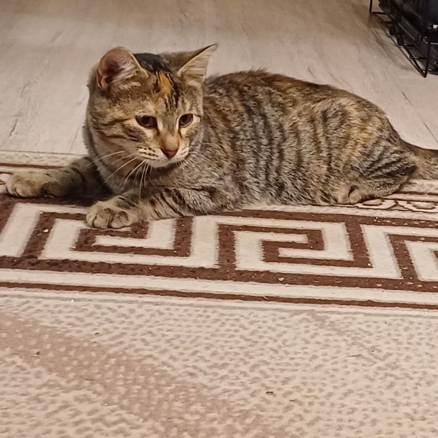 Классный котенок