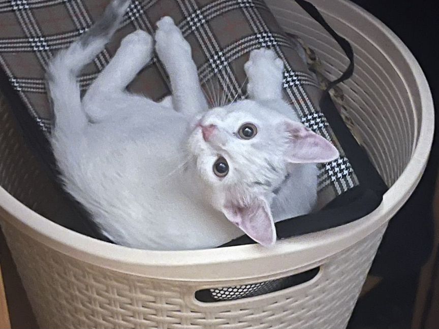 Отдам котёнка, зовут Михалыч