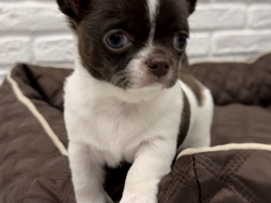 Кабачок чихуахуа мальчик