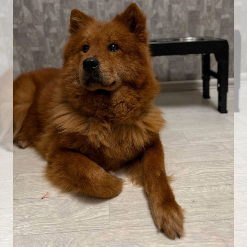 Чау-чау, взрослая собака