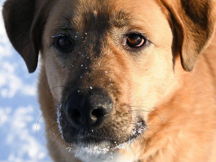 Мартин — ласковый и нежный зверь