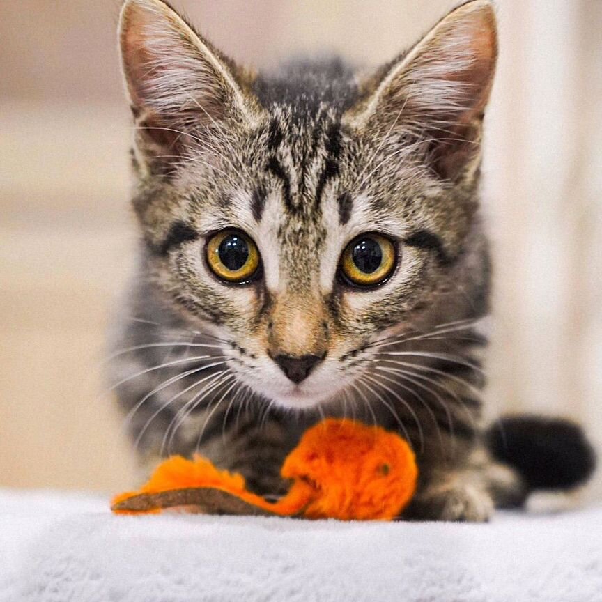 Котенок девочка в добрые руки