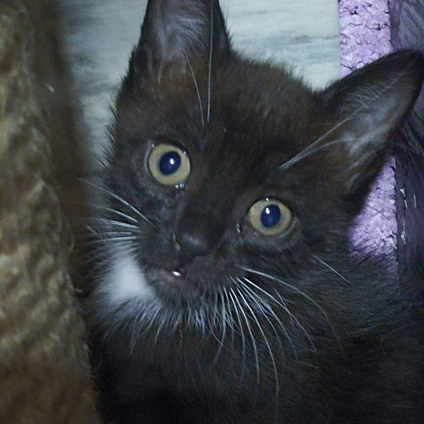 Отдам котенка бесплатно