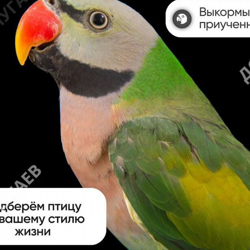 Попугай Вьетнамский