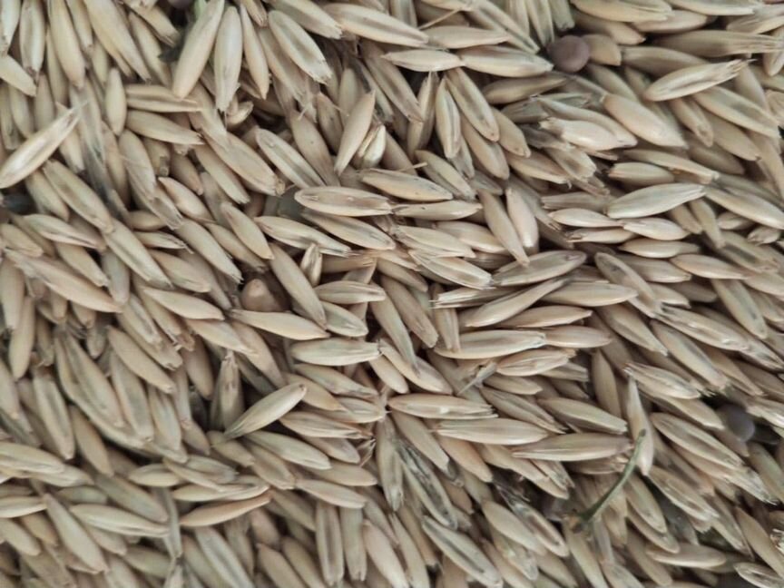 Овес оптом от производителя с доставкой по РФ