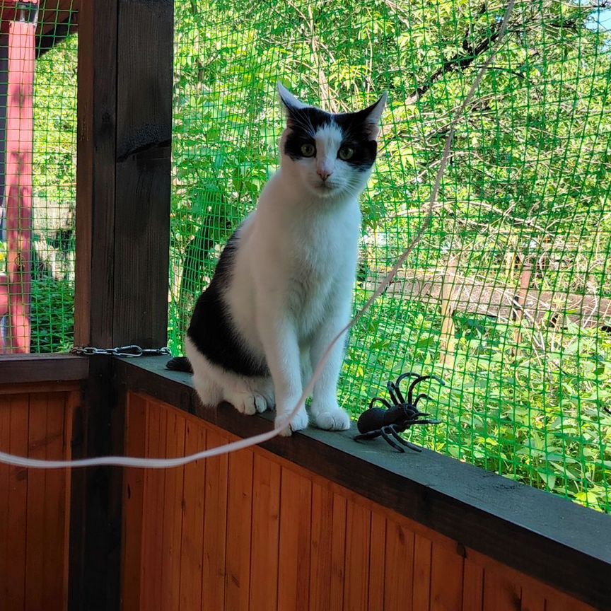Котик в добрые руки