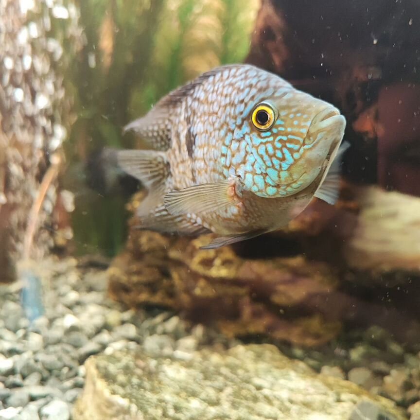 Цихлазома брильянтовая короткотелая