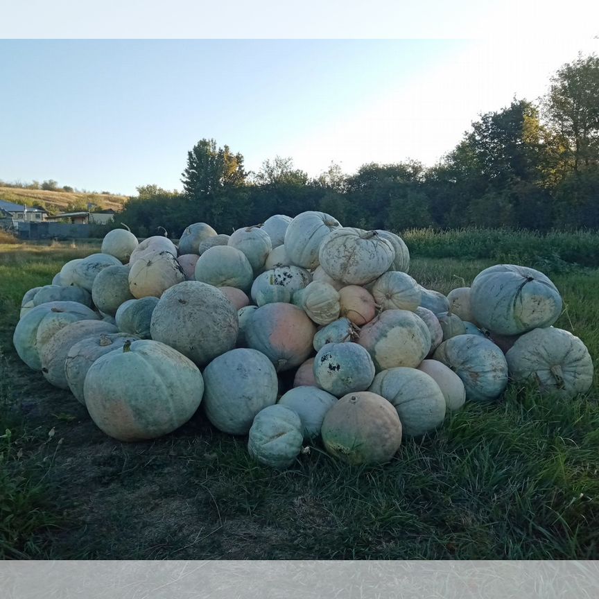 Тыква кормовая