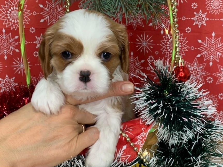 Кавалер Кинг Чарльз Спаниель щенки