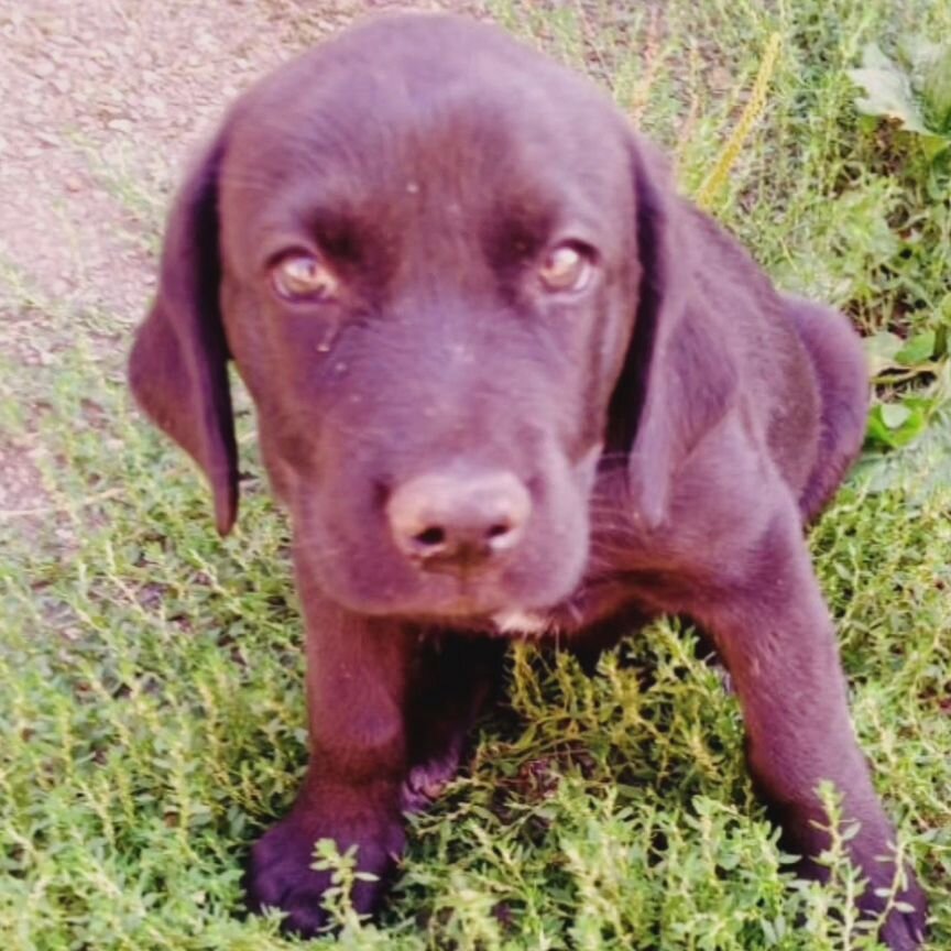 Щенки курцхаара