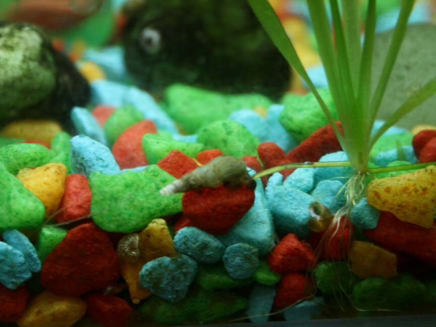 Обмен улиток на рыбок