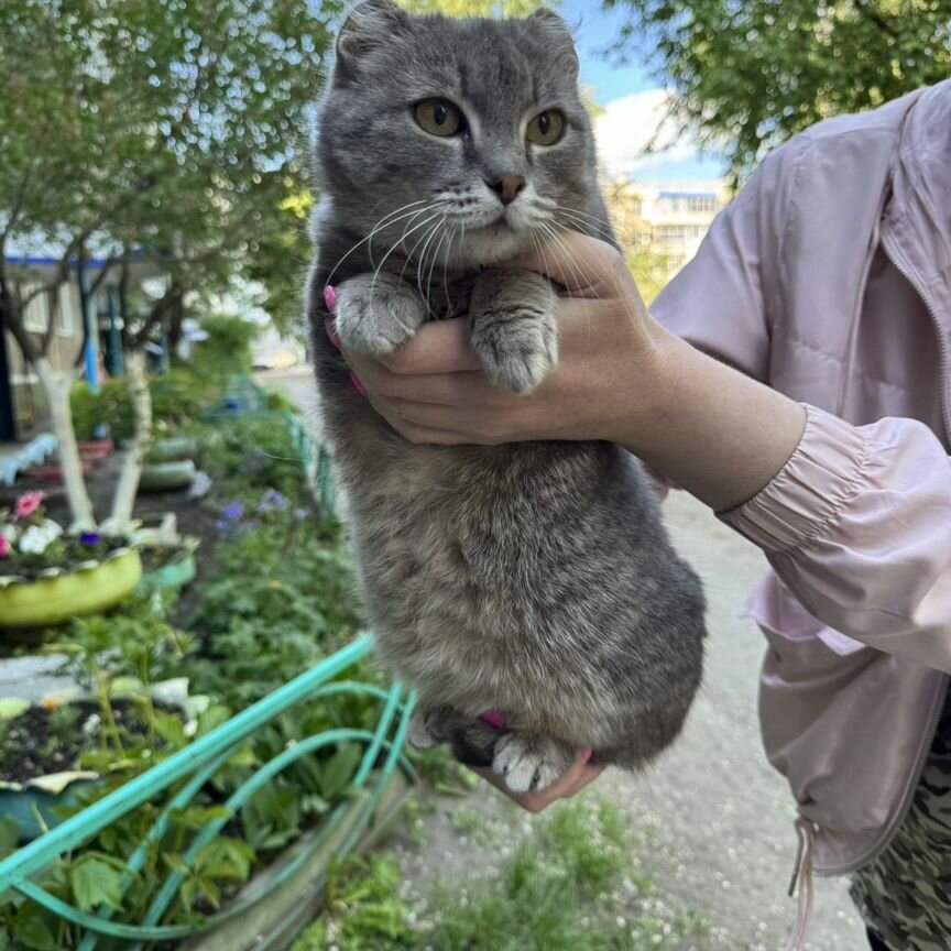 Котик и две кошечки в добрые руки