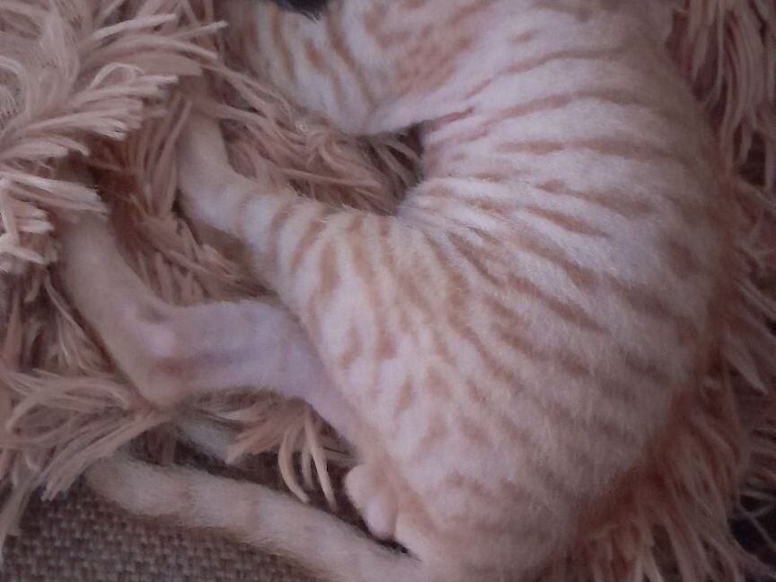 Канадский сфинкс