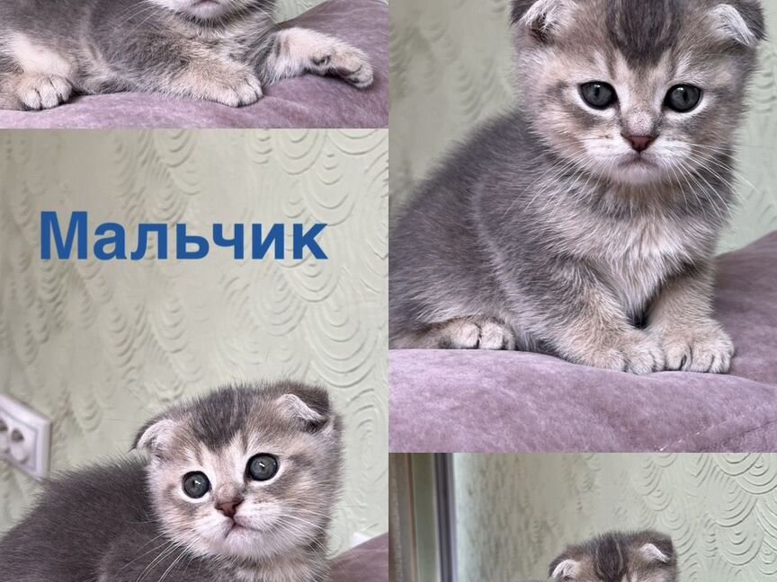 Шотландская вислоухая шиншилла