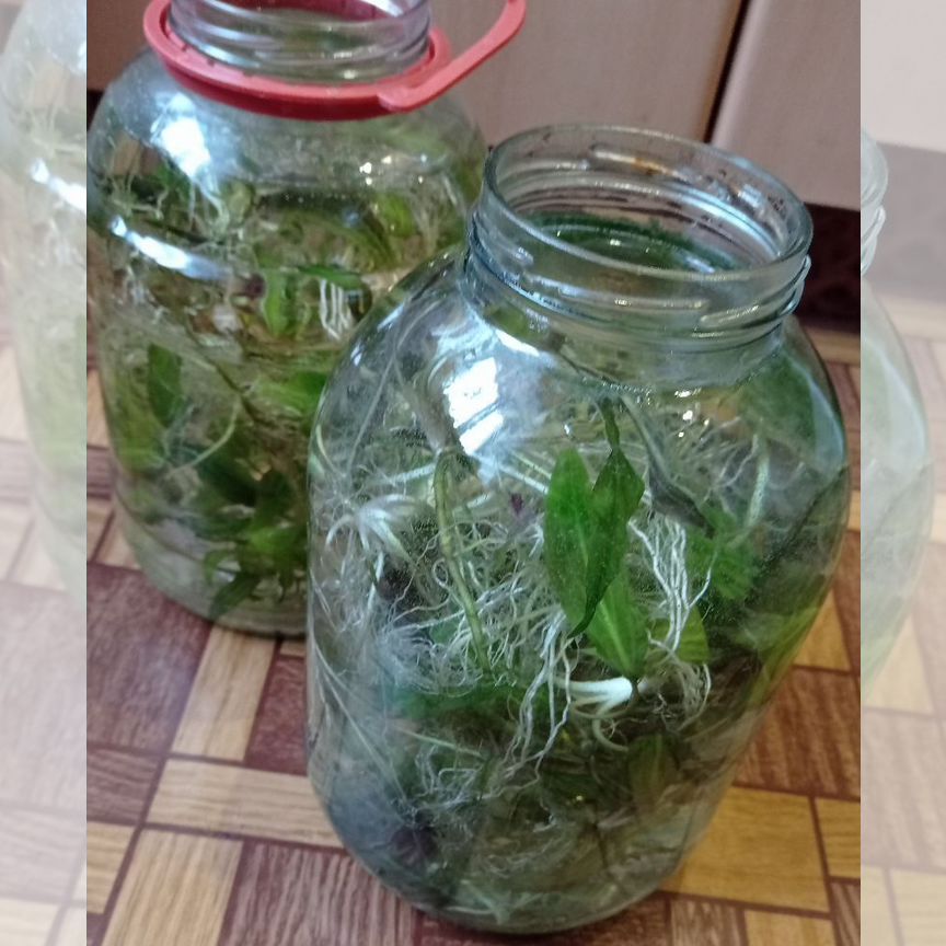 Криптокарина прополка аквариума