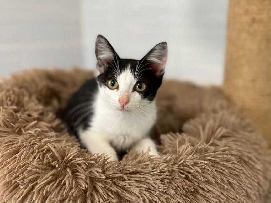 Котенок