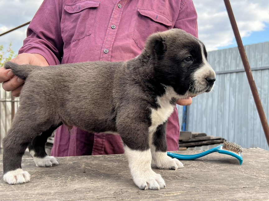 Среднеазиатская овчарка шенки