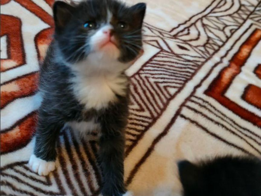 Очень красивые котята