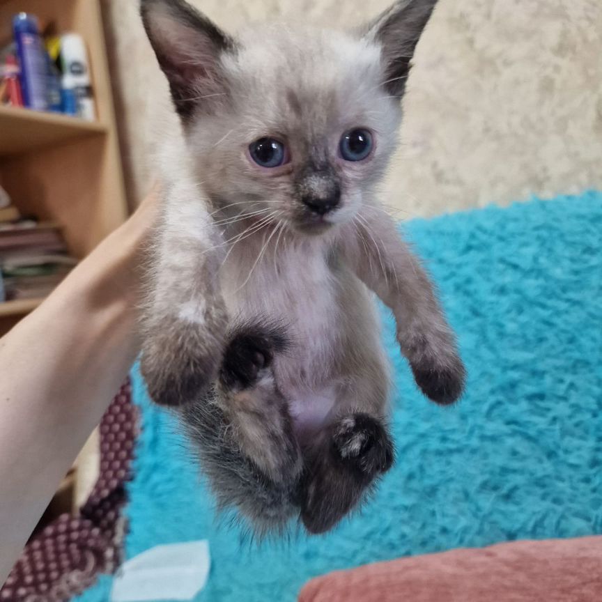 Кошечка метис сиам