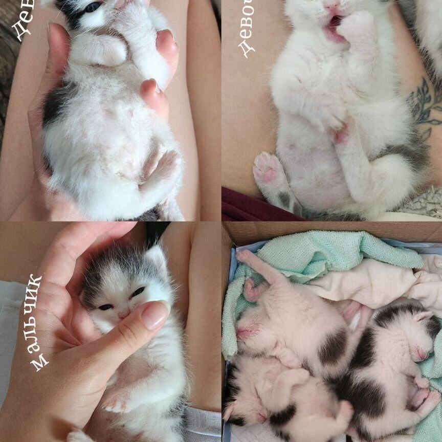 Котята в добрые руки 1 месяц