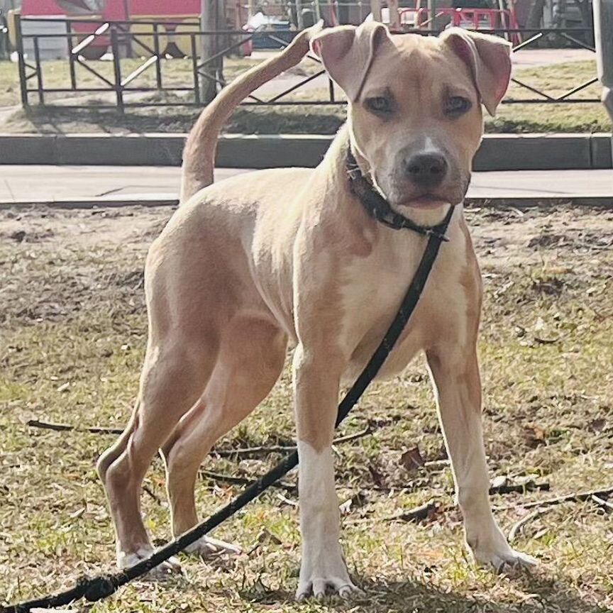 Американский стаффордширский терьер, щенок