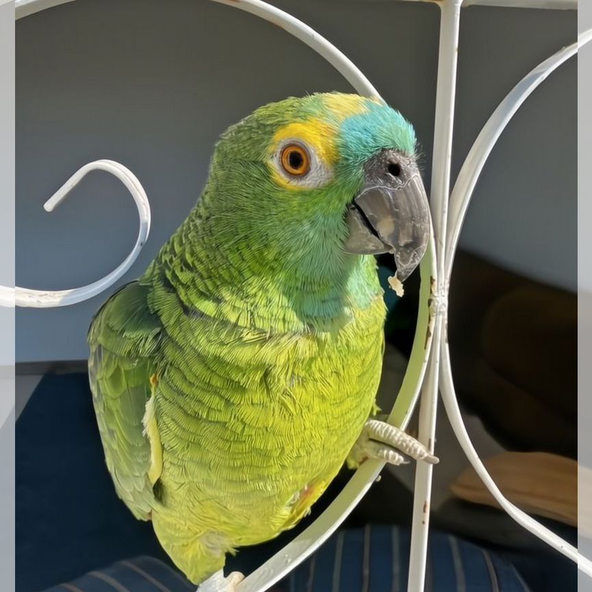 Говорящий попугай амазон