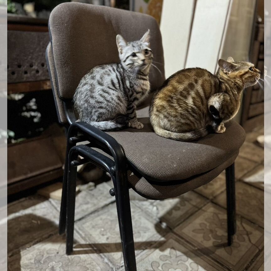Бенгальские котята