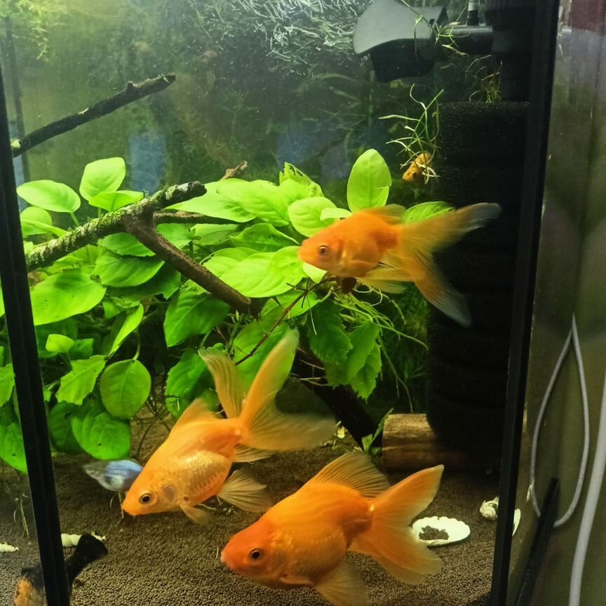 Золотая рыбка