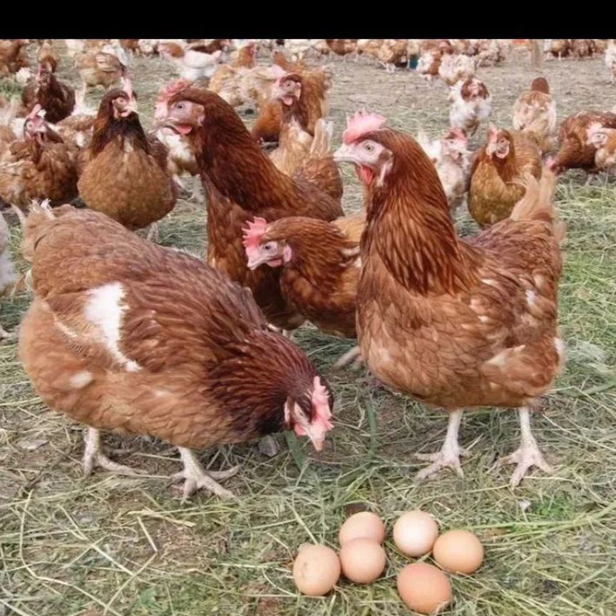 Куры несушки