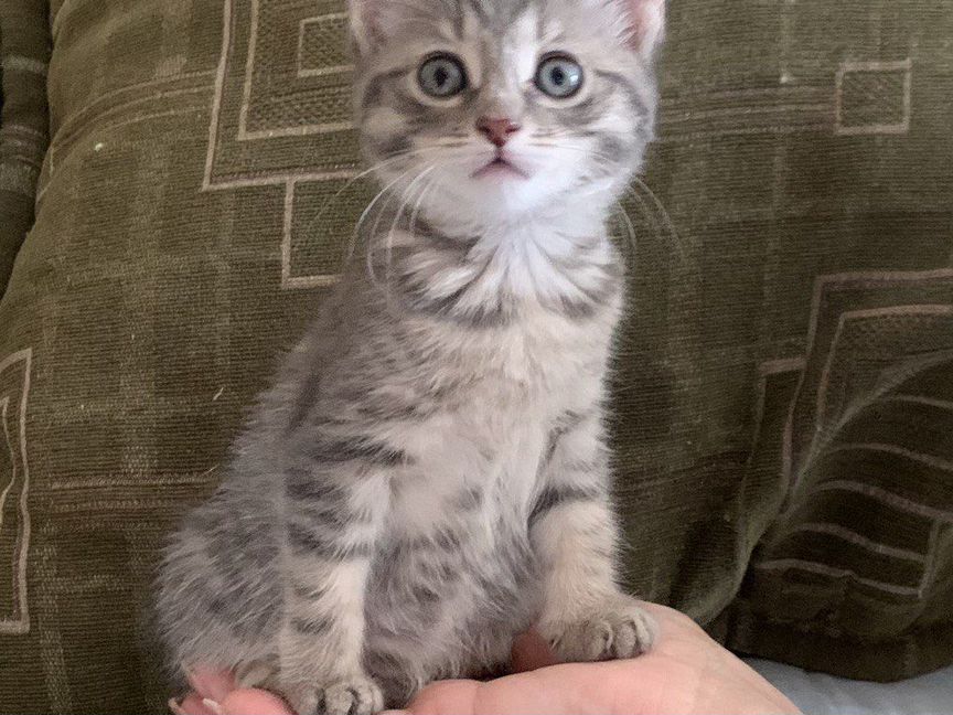 Отдам в хорошие руки