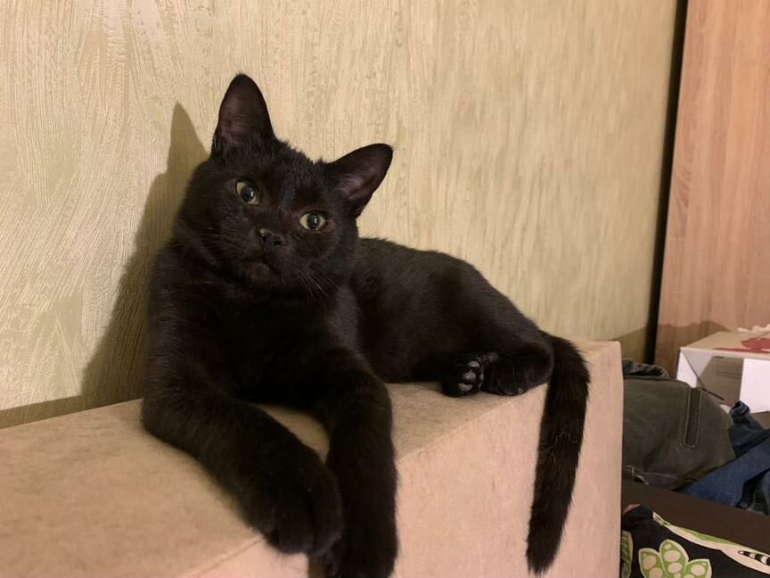 Черный котенок девочка в дар