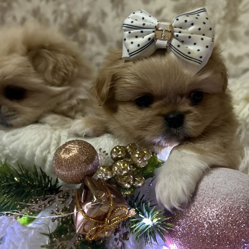 Королевский пекинес