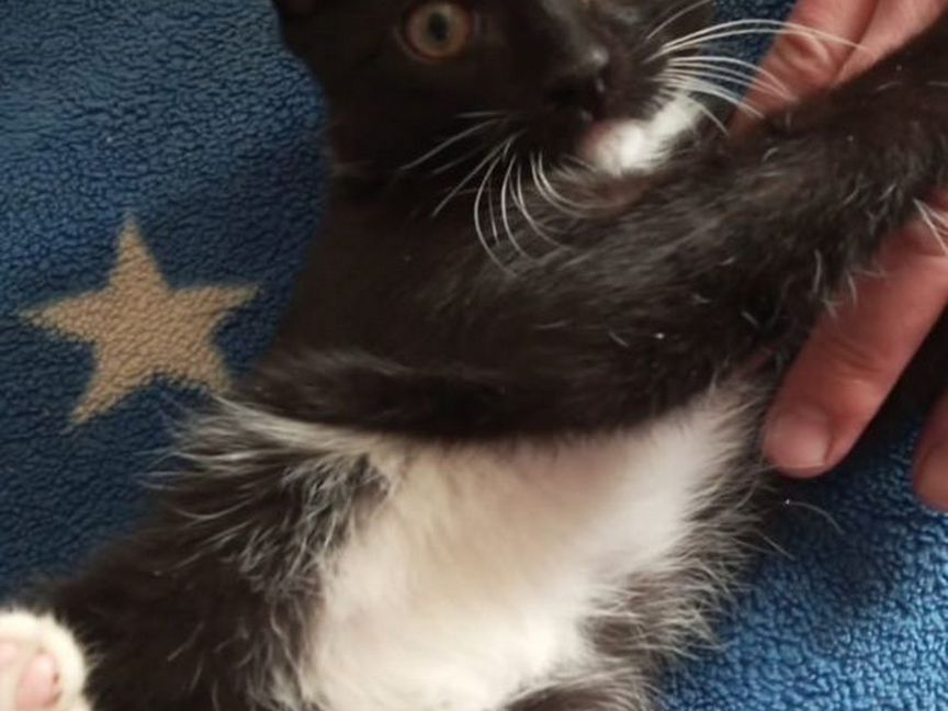 Молодой котик