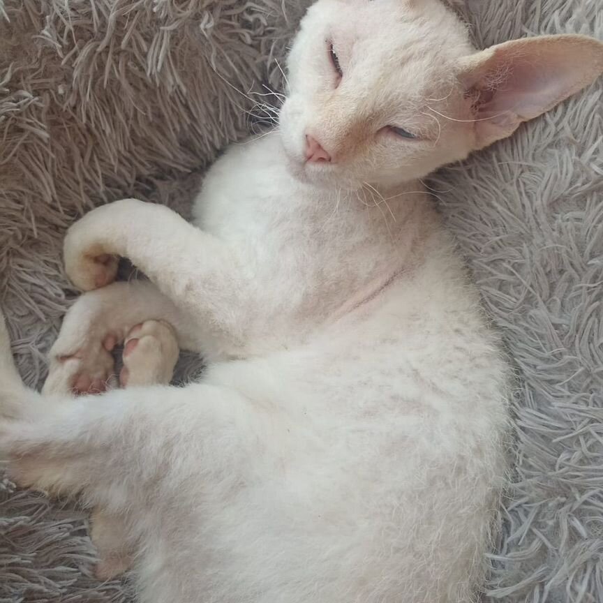 Котята сфинкс